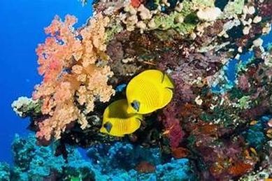 Coastal Route – Best Reefs of Hurghada, Safaga & Marsa Alam